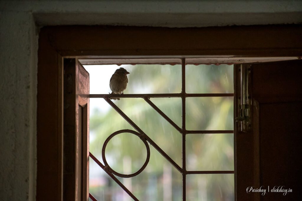 Framing Magic: How to Transform Your Photos with Perfect Composition ...